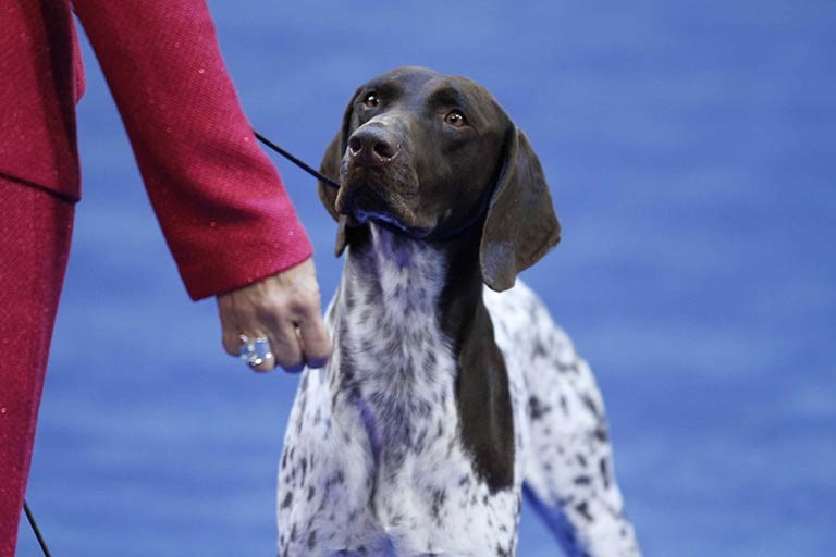German Shorthaired Pointer Club of Wisconsin